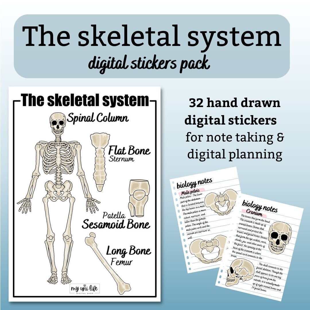 Biology Skeletal System Stickers for Planning, Studying, Taking Notes ...