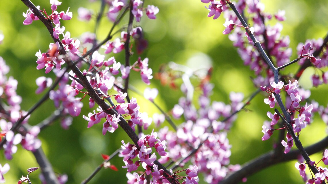 Budding Pink Flower Tree Photograph Print on Foamcore - Etsy