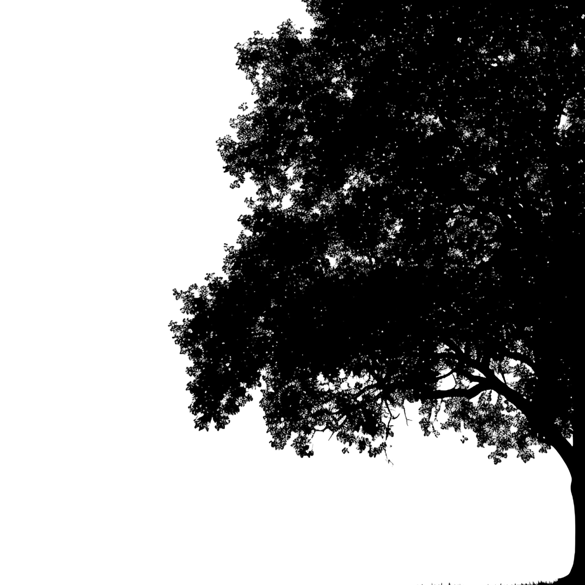 Realistic Trees Volume 1 Photoshop 21 Brushes Collection Stamps Paint ...