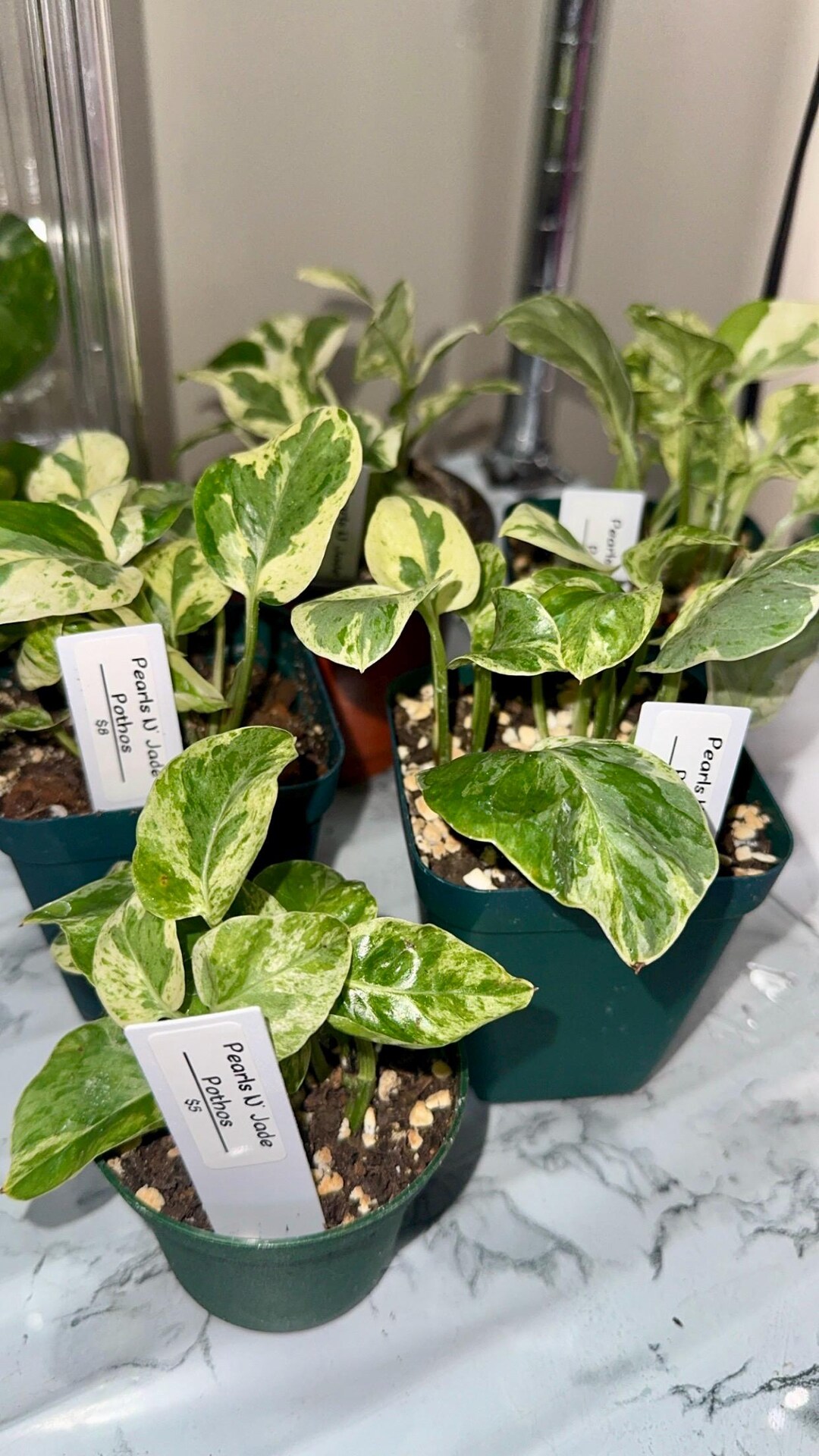 Pearls N’ Jade Pothos | Easy Care Vining Plant - Etsy