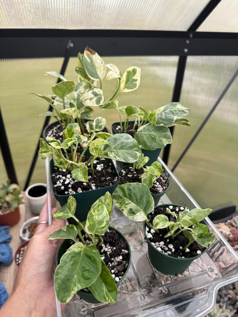 Pearls N’ Jade Pothos | Easy Care Vining Plant - Etsy