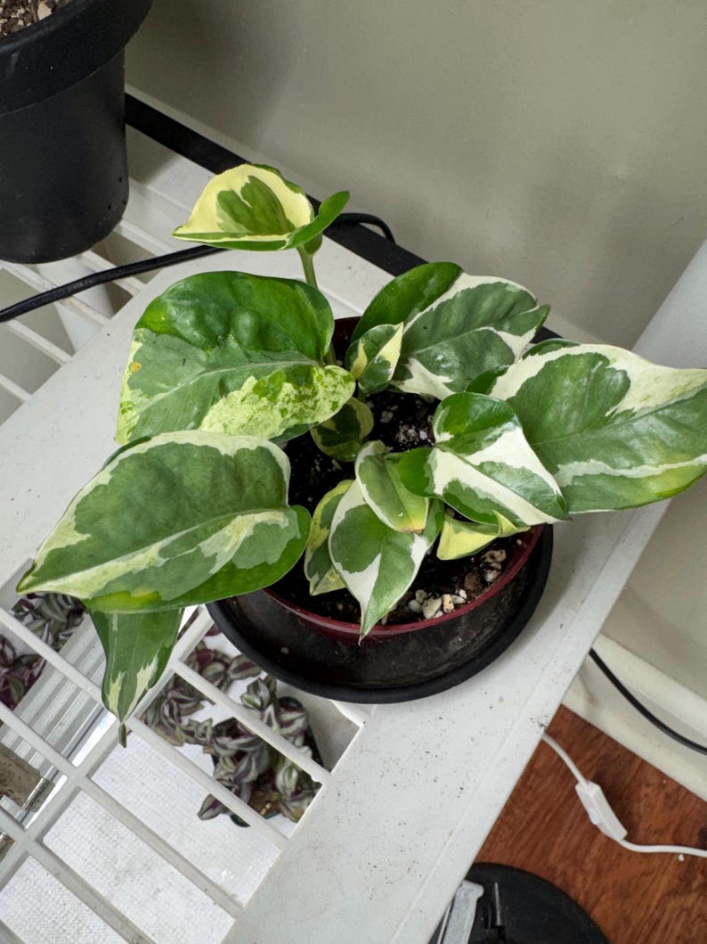 N’ Joy Pothos | Easy Care Vining Plant - Etsy