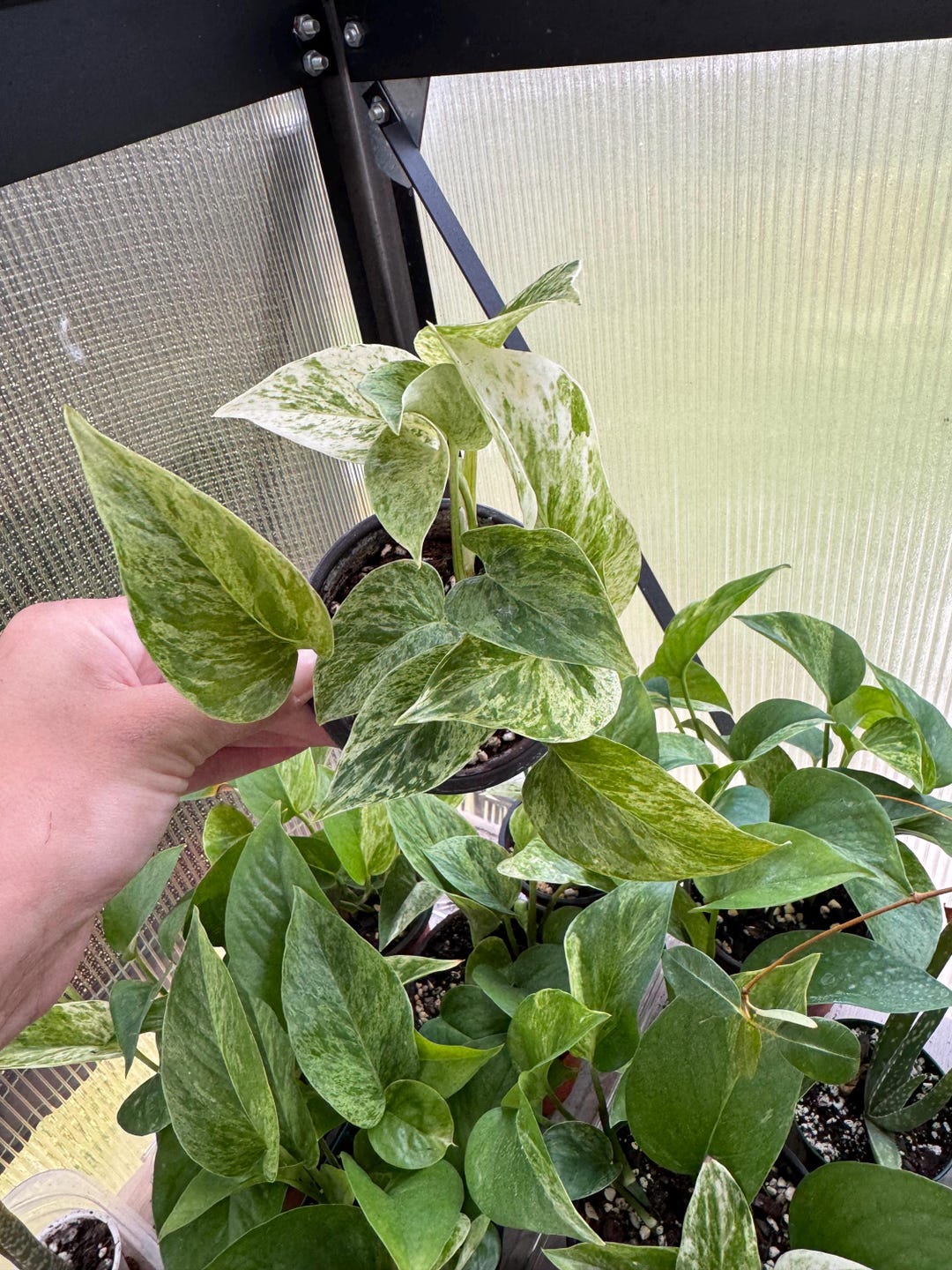 Marble Pothos | Easy Care Vining Plant - Etsy