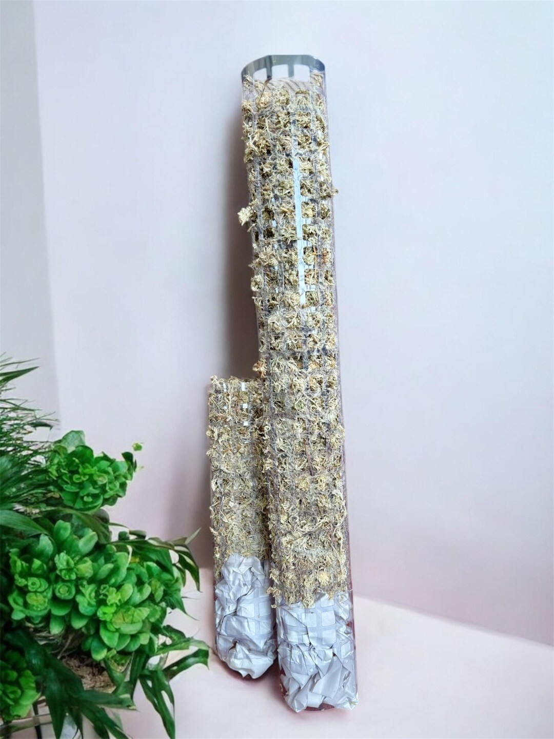 Pre-filled Round Clear Plastic Moss Pole - Etsy