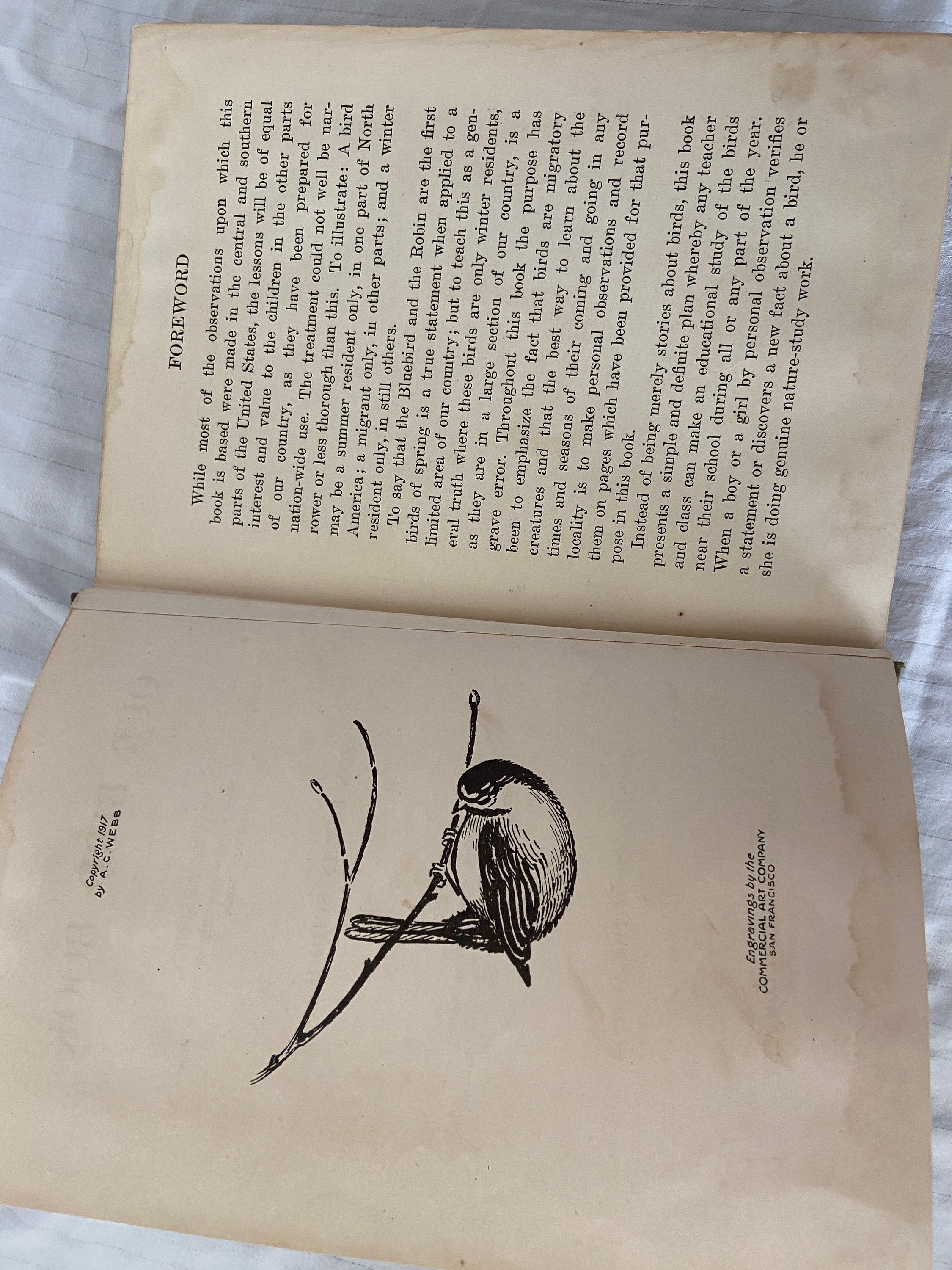 Our Bird Book, 1917 Vintage Illustrated Children's Book - Etsy