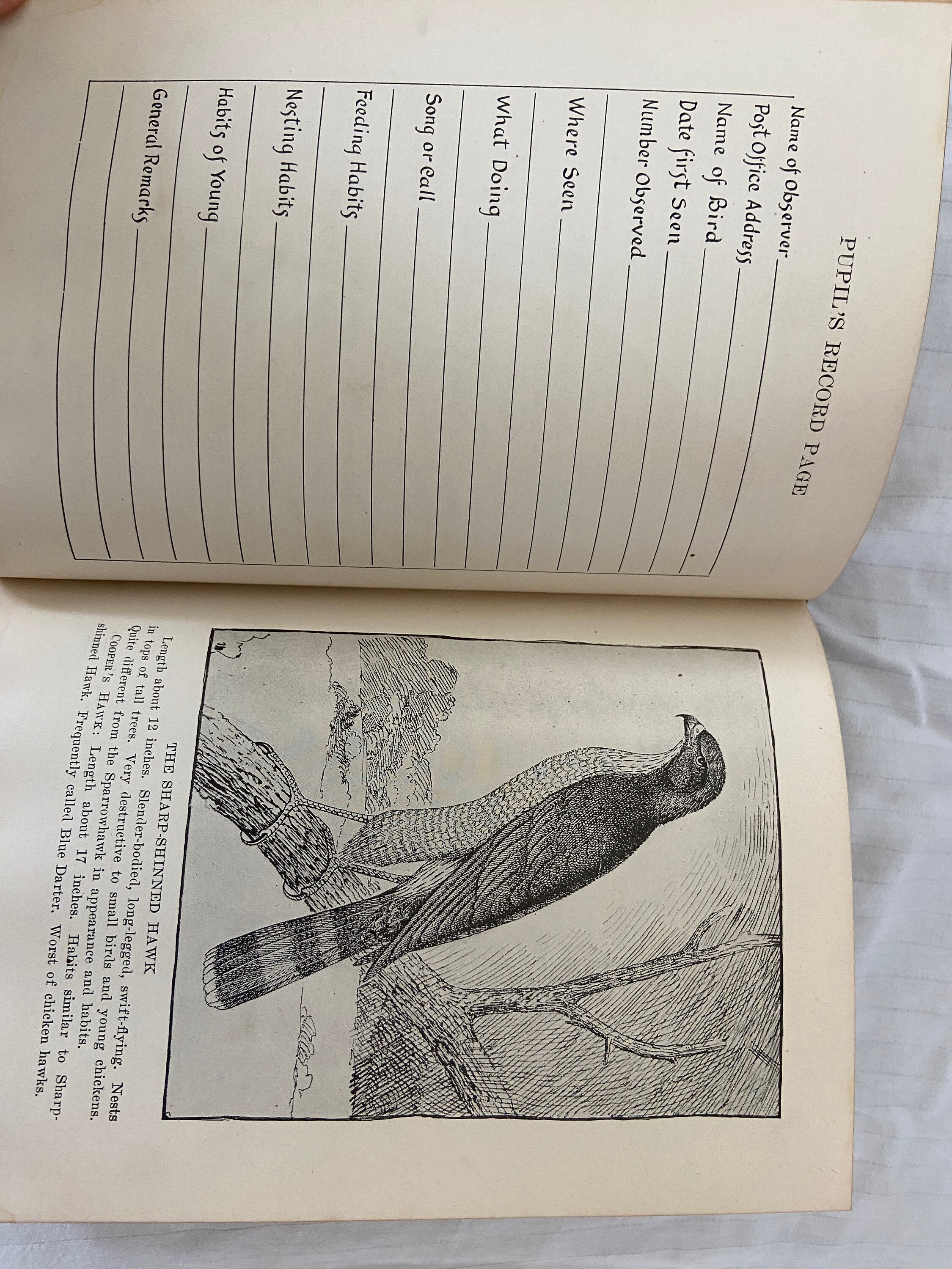 Our Bird Book, 1917 Vintage Illustrated Children's Book - Etsy