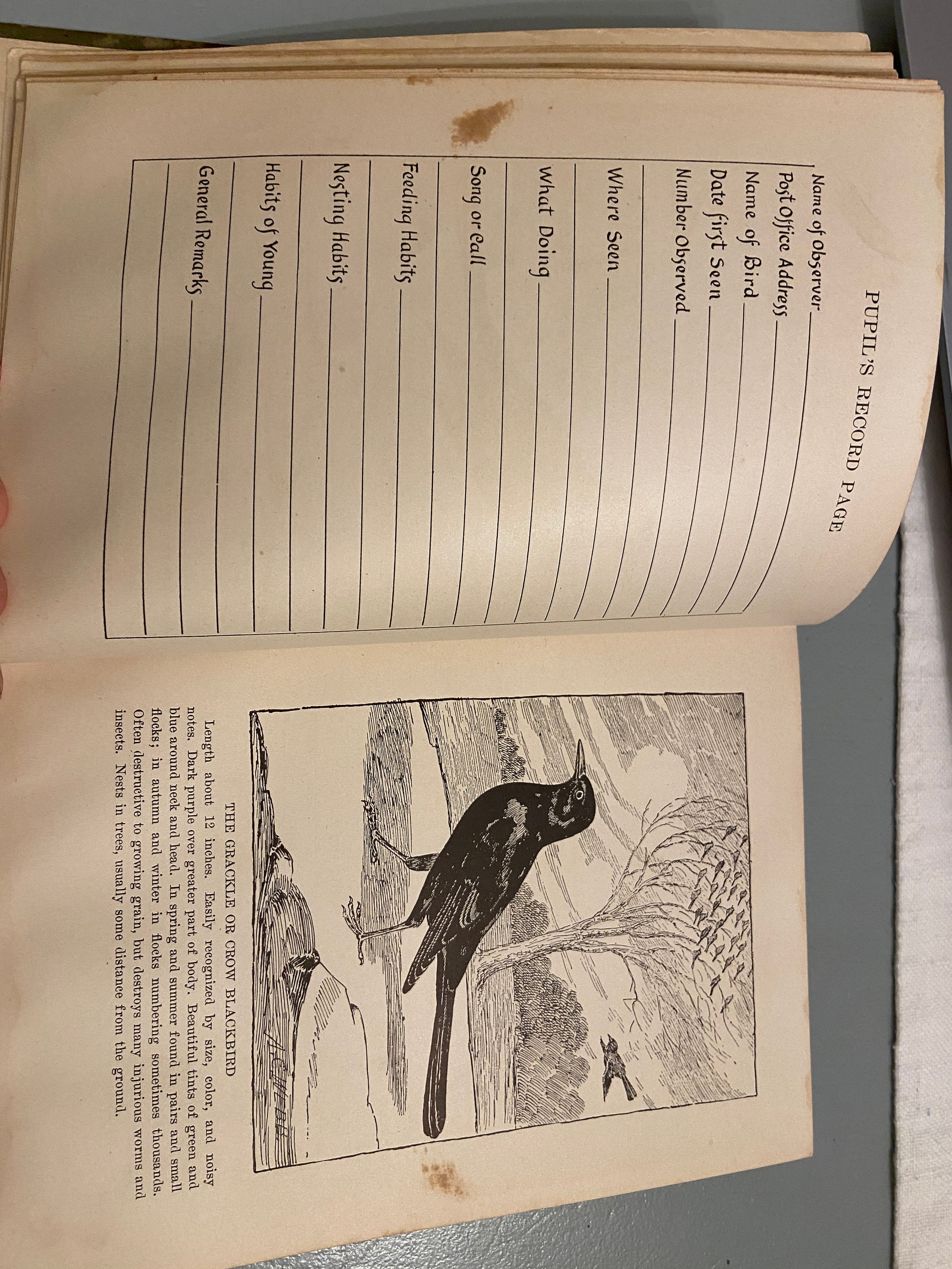 Our Bird Book, 1917 Vintage Illustrated Children's Book - Etsy