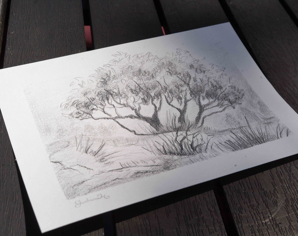 Mount Doug Arbutus: Original Graphite Drawing, Not a Print, Tree at the ...