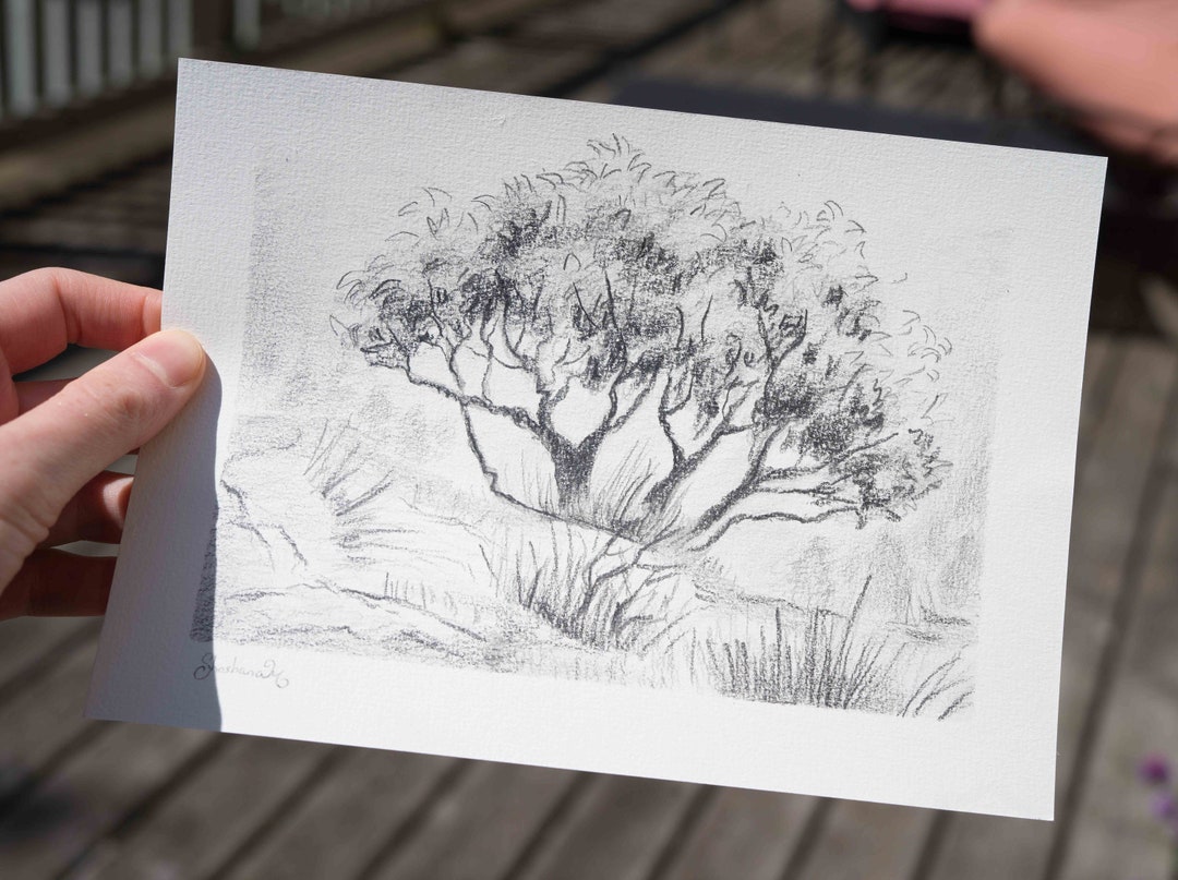 Mount Doug Arbutus: Original Graphite Drawing, Not a Print, Tree at the ...