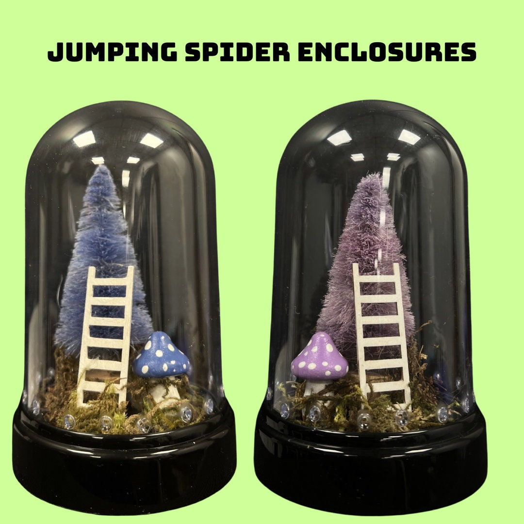Jumping Spider Enclosure - Etsy