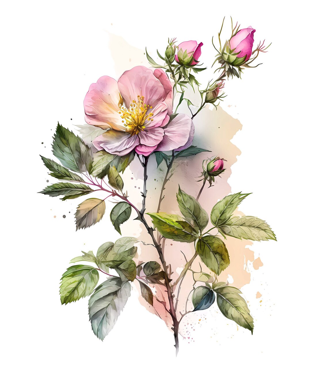 Wild Rose - Rosa Acicularis - Digital Download - Botanical Art - Gift ...