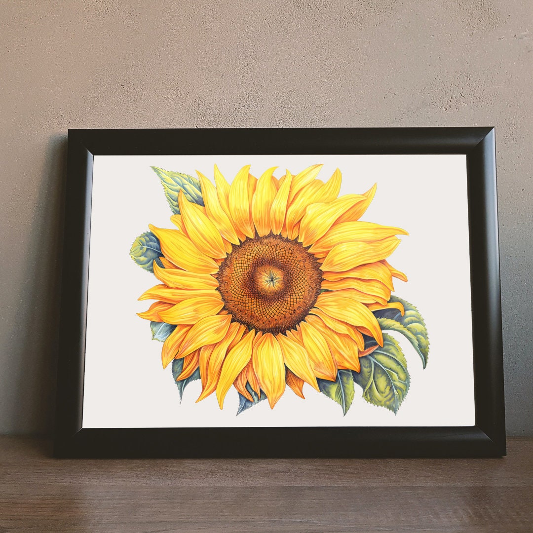 Sunflower - Helianthus - DIY Printable - Sunflower Picture - Sunflower ...
