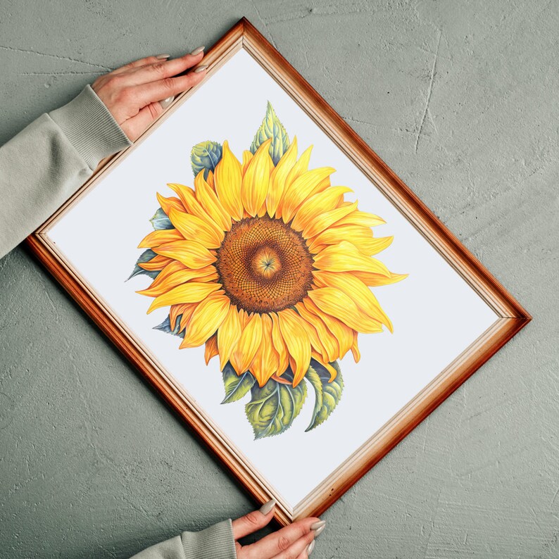 Sunflower - Helianthus - DIY Printable - Sunflower Picture - Sunflower ...