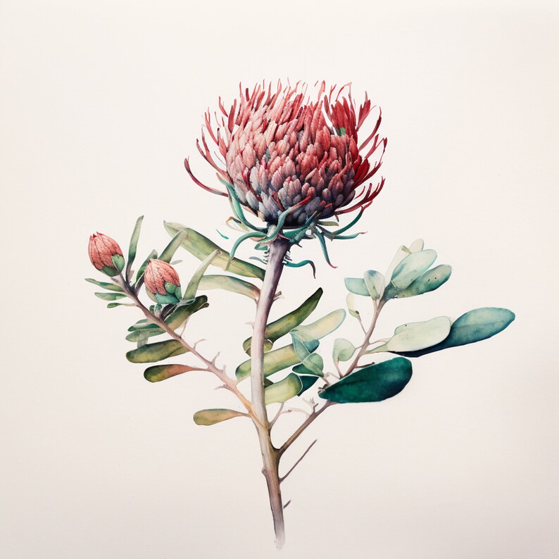 Australian Native Waratah Flower Digital Watercolour Print - Etsy