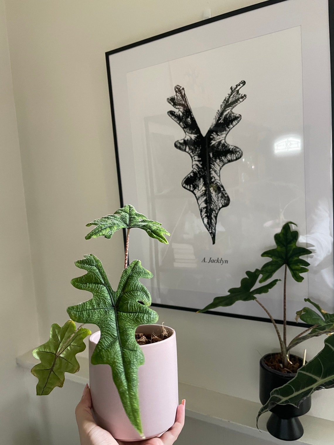 Alocasia Jacklyn Print Alocasia Jacklyn Leaf Art Alocasia Enthusiast ...