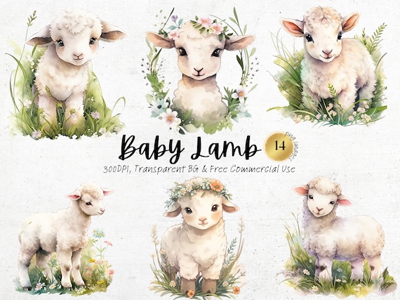 Happy Baby Lamb