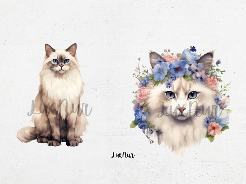 Watercolor Ragdoll Cat Clipart Printable Ragdoll Kitten Png - Etsy