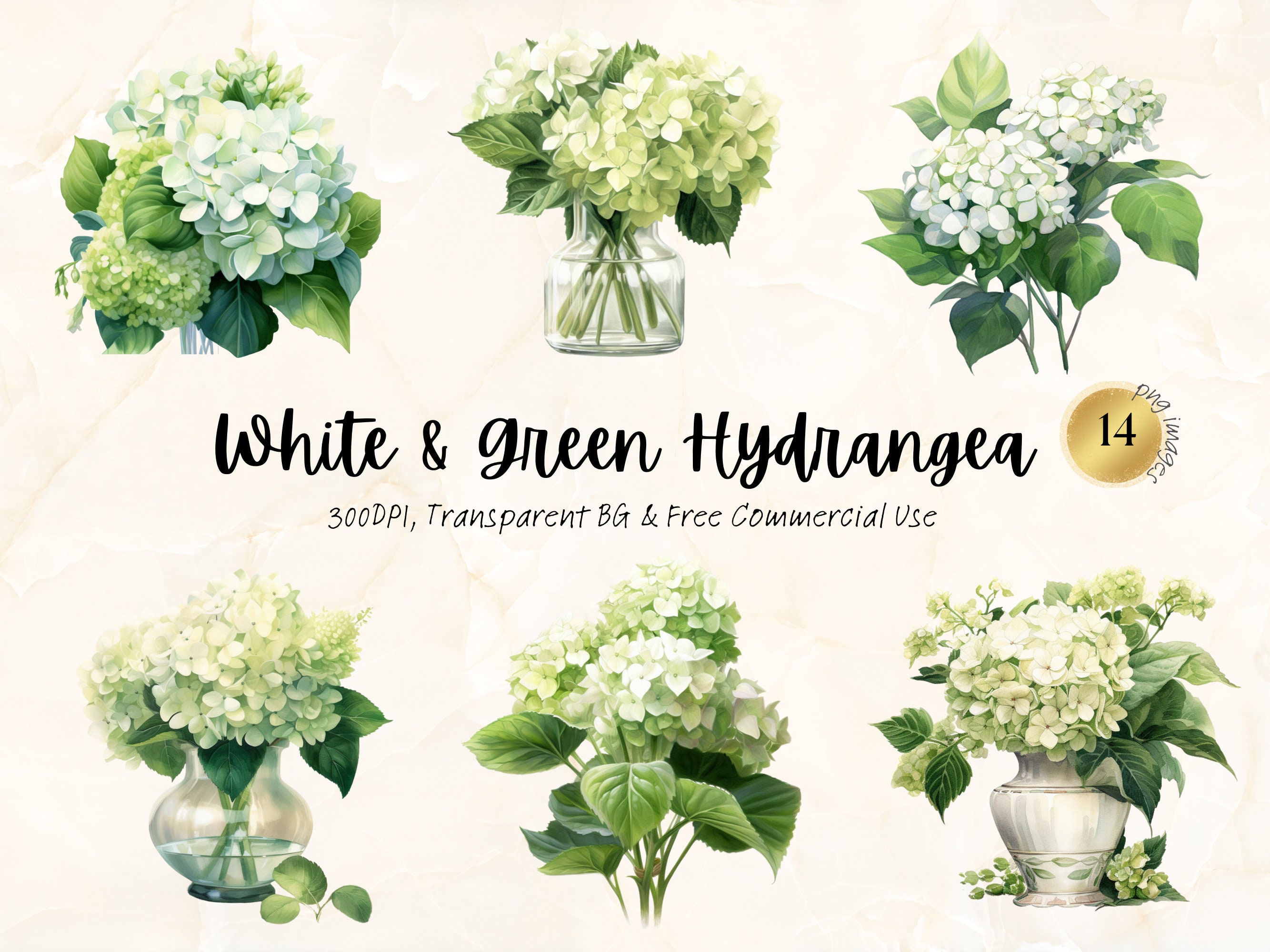 Green Hydrangea Clipart