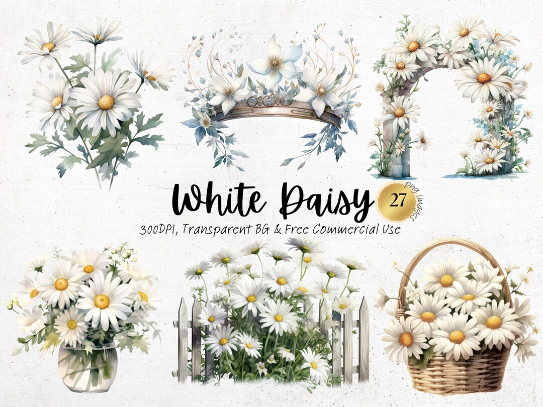 Watercolor White Daisy Clipart Printable Spring Flowers Art - Etsy