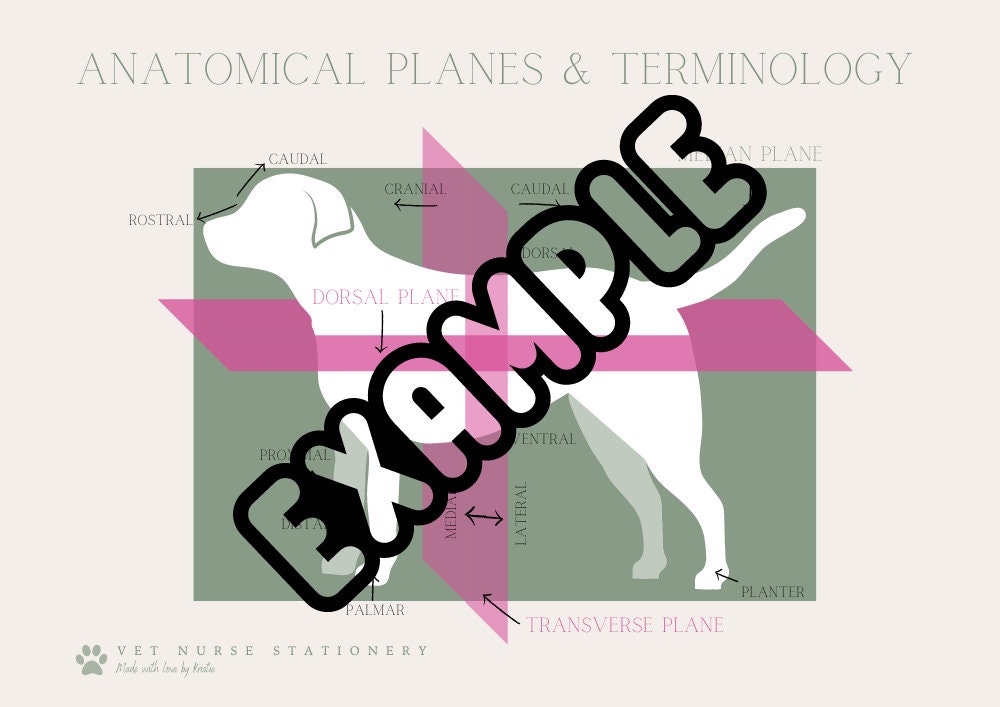Anatomical Planes & Terminology Chart Poster for Vet Nurses Vet Techs ...