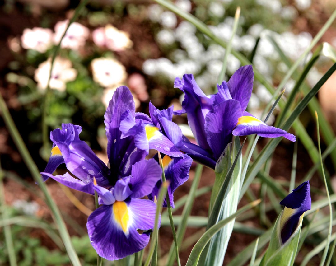 Orris Resinoid, Iris Pallida Frances - Etsy