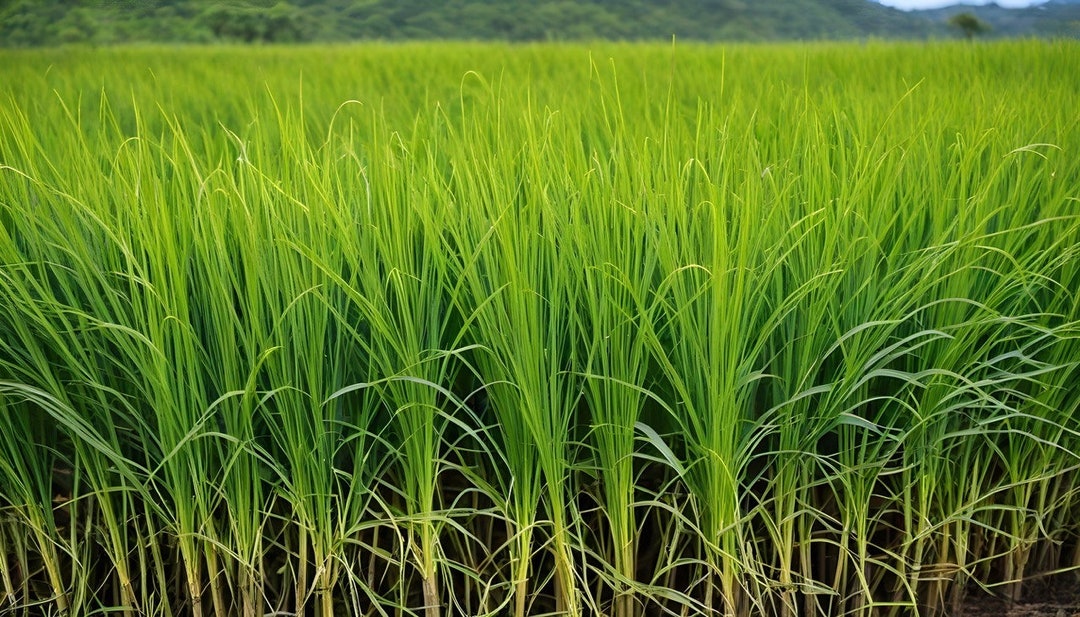 Vetiver Haiti Essential Oil - Etsy