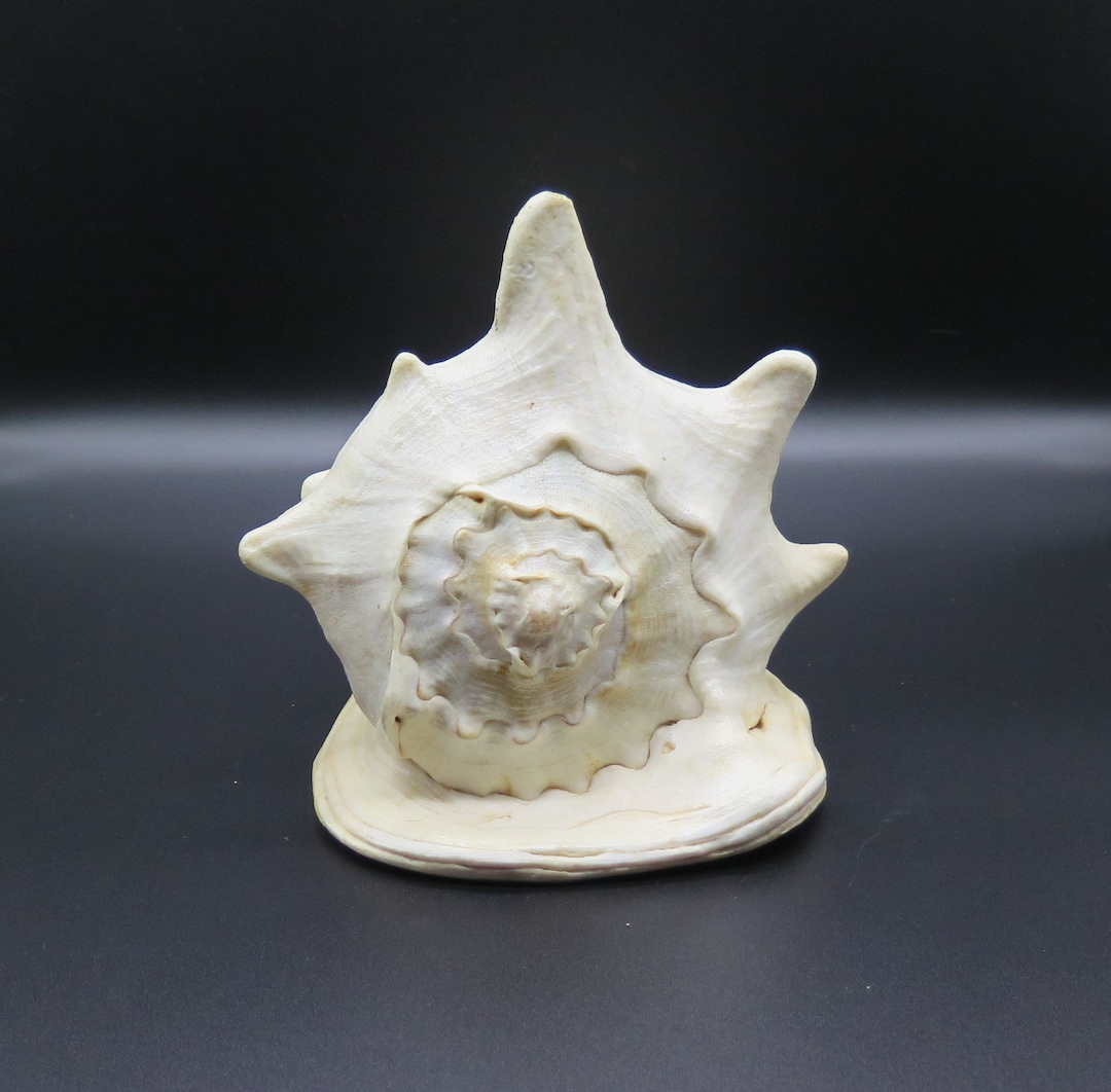 Rare!!! Vintage 1,37 Kg Large QUEEN CONCH SEASHELL With With Beautiful ...