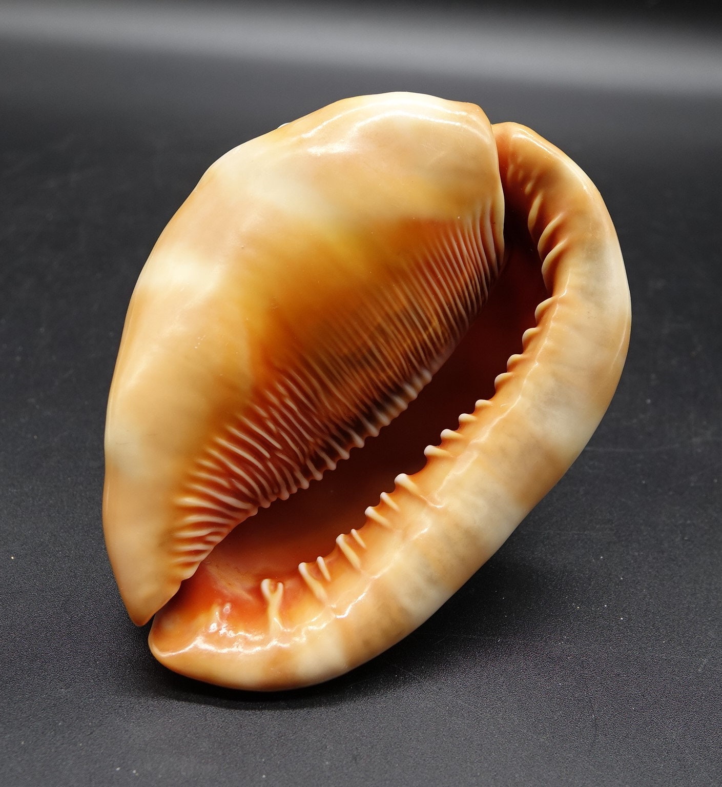 Vintage Red Helmet Shell Cypraecassis Rufa Specimen / Conch Mussel. A ...