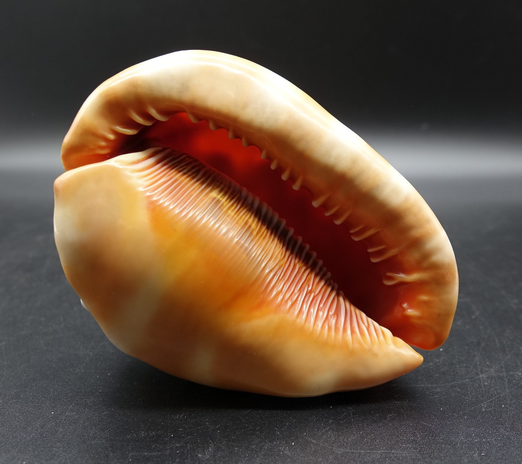 Vintage Red Helmet Shell Cypraecassis Rufa Specimen / Conch Mussel. A ...