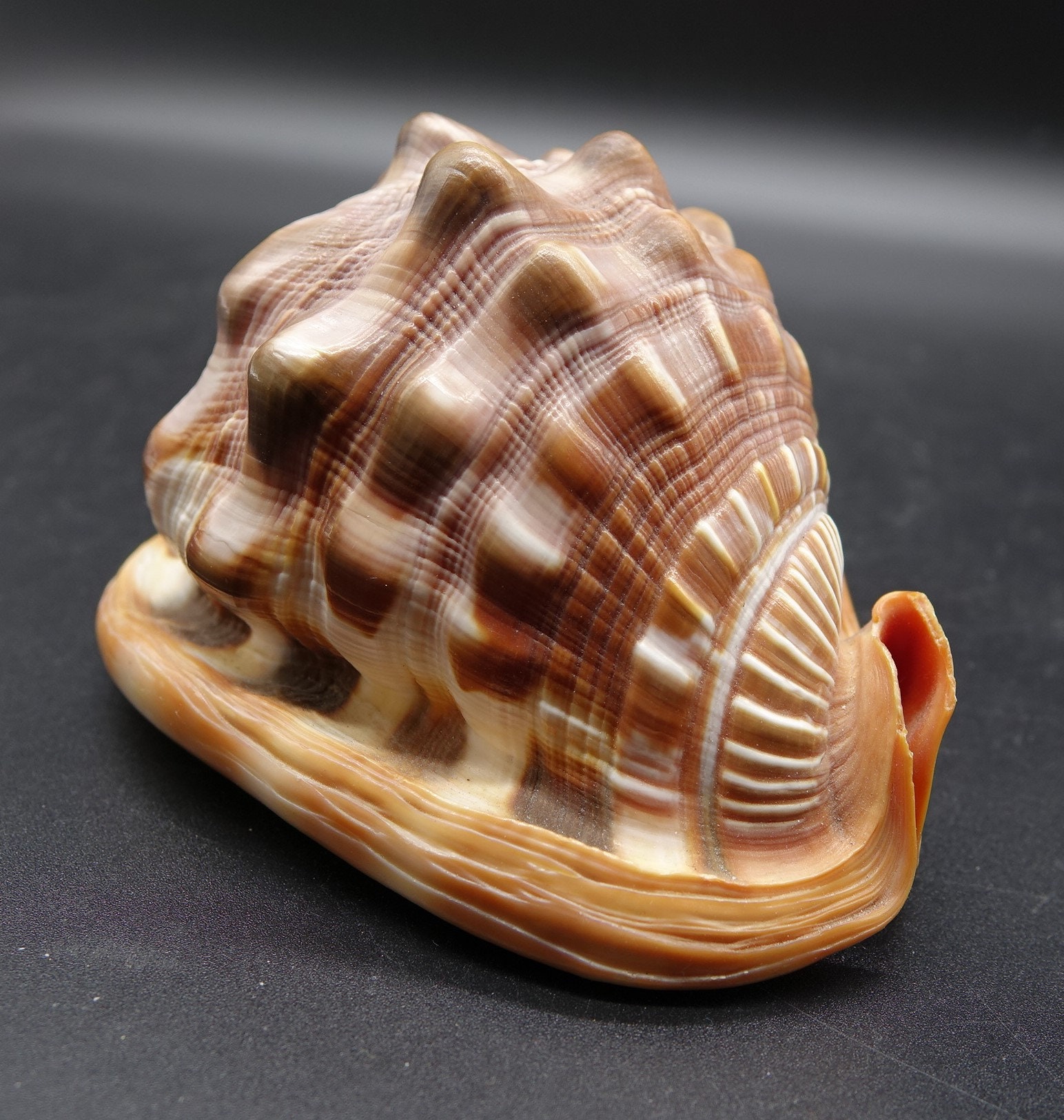 Vintage Red Helmet Shell Cypraecassis Rufa Specimen / Conch Mussel. A ...