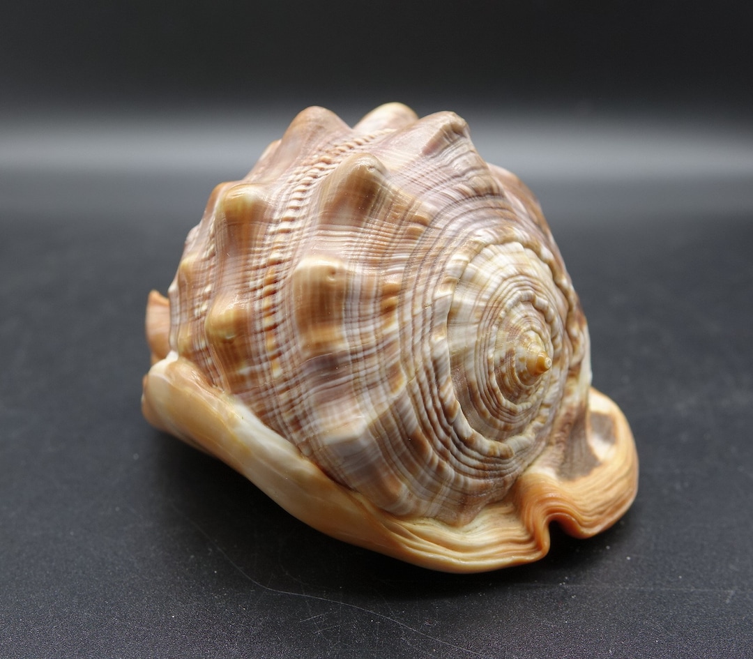 Vintage Red Helmet Shell ~ Cypraecassis Rufa Specimen / Conch Mussel. A ...
