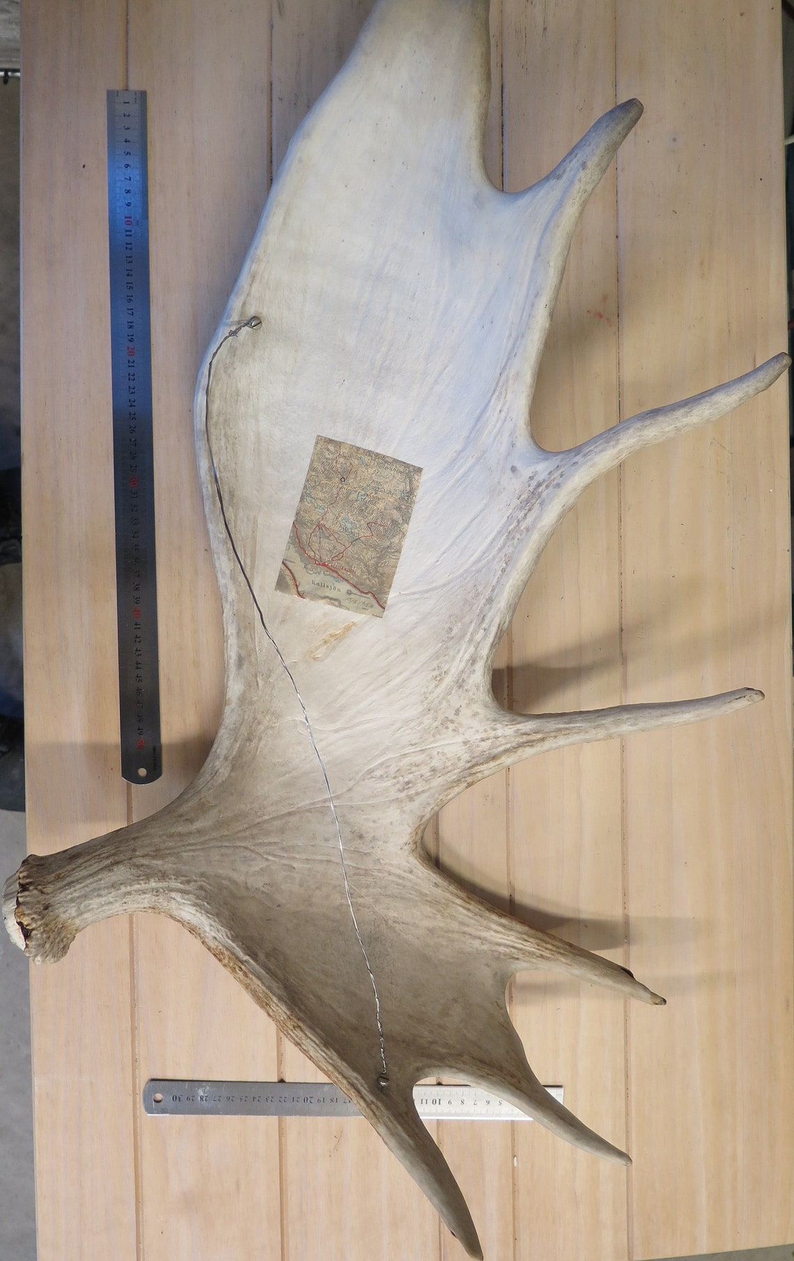 RARE SIZE Vintage Moose Shed Antler From Sweden - Etsy