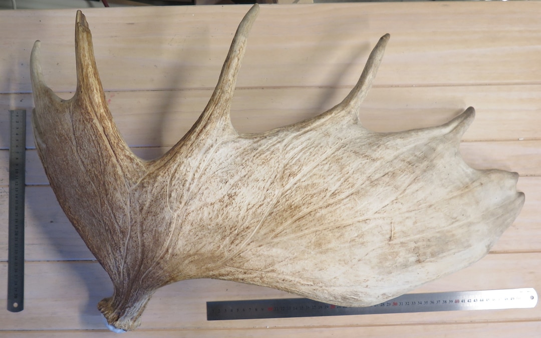 RARE SIZE! Vintage Moose Shed Antler From Sweden - Etsy