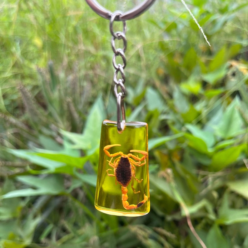 Real Scorpion Keychain in Resin,real Insect Scorpion Encased in Resin ...