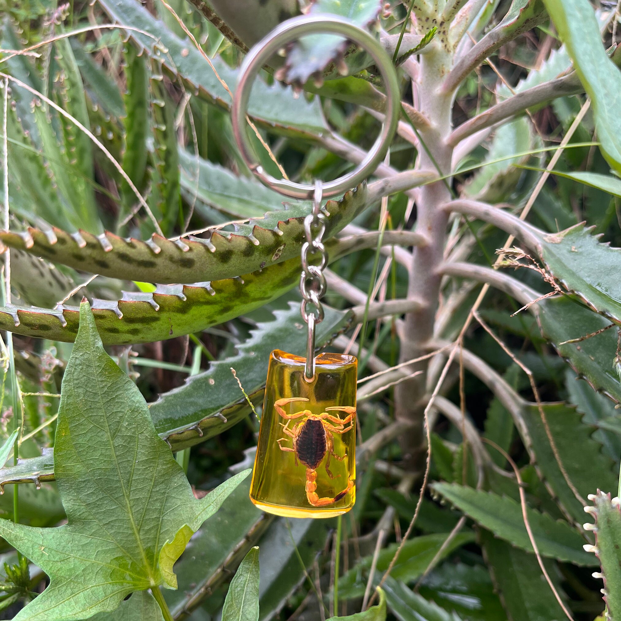 Real Scorpion Keychain in Resin,real Insect Scorpion Encased in Resin ...