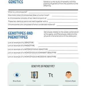 Biology Genetics Review Printable: Phenotypes, Genotypes, Karyotypes ...