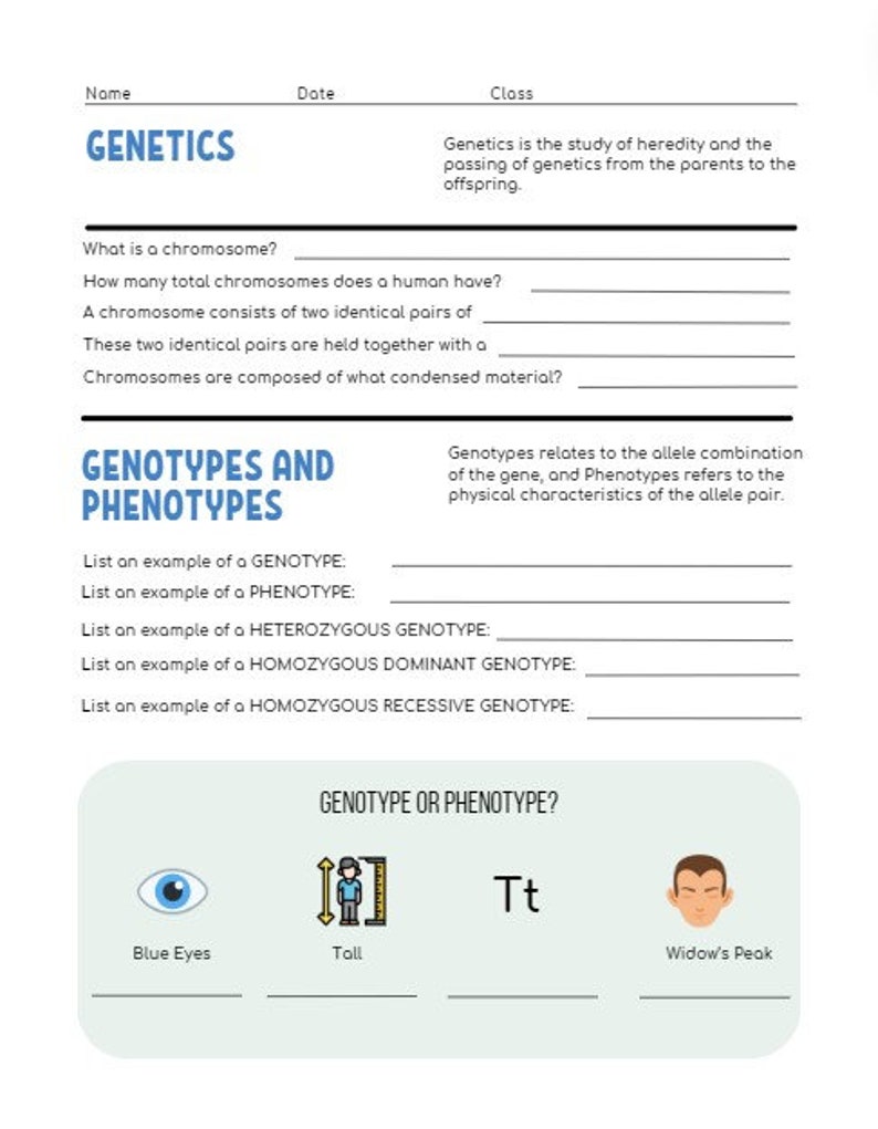 Biology Genetics Review Printable: Phenotypes, Genotypes, Karyotypes ...
