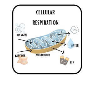 Biology, Photosynthesis and Cellular Respiration Paddle Cards ...