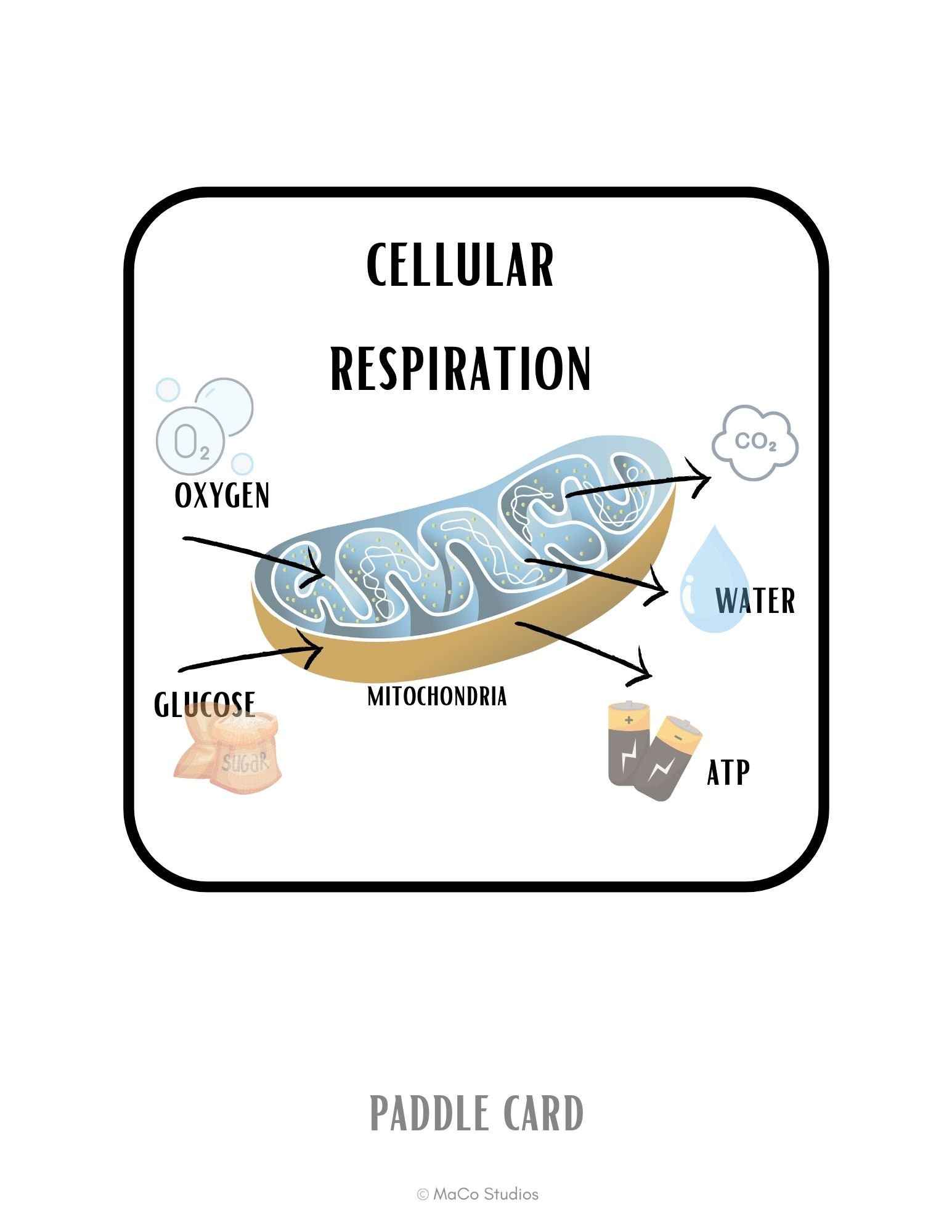 Biology, Photosynthesis and Cellular Respiration Paddle Cards ...