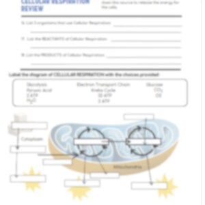 Photosynthesis and Cellular Respiration Energy Basics Review Activity ...