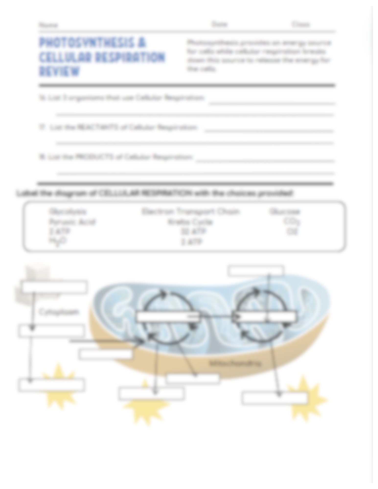 Photosynthesis and Cellular Respiration Energy Basics Review Activity ...