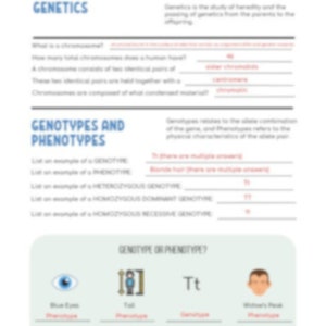 Biology Genetics Review Printable: Phenotypes, Genotypes, Karyotypes ...