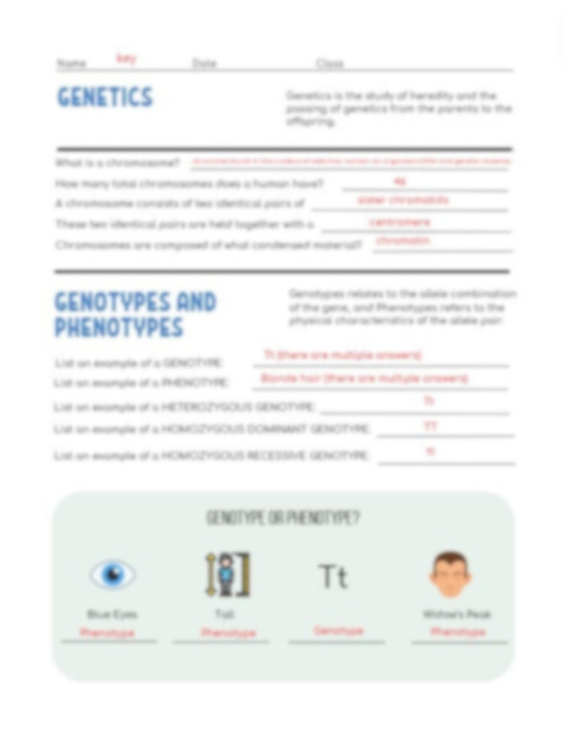 Biology Genetics Review Printable: Phenotypes, Genotypes, Karyotypes ...