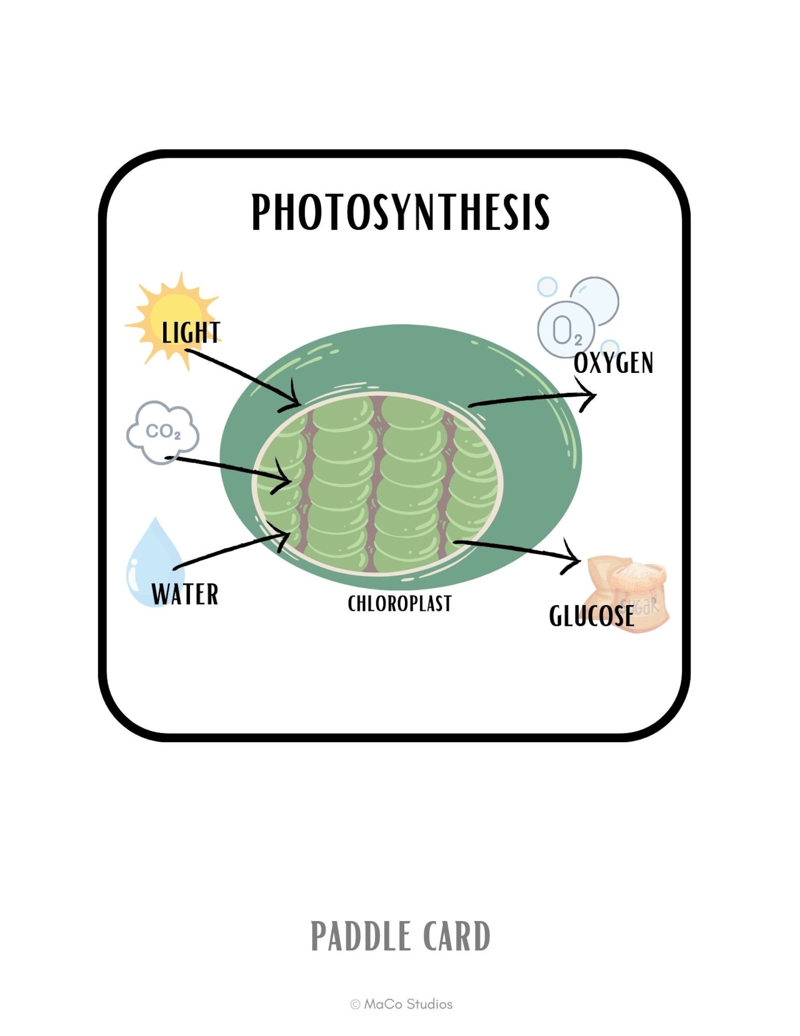 Biology, Photosynthesis and Cellular Respiration Paddle Cards ...