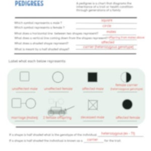 Biology Genetics Review Printable: Phenotypes, Genotypes, Karyotypes ...