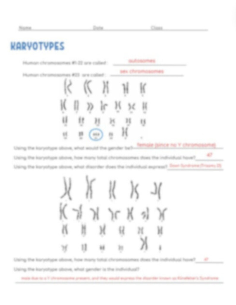 Biology Genetics Review Printable: Phenotypes, Genotypes, Karyotypes (digital Download) - Etsy