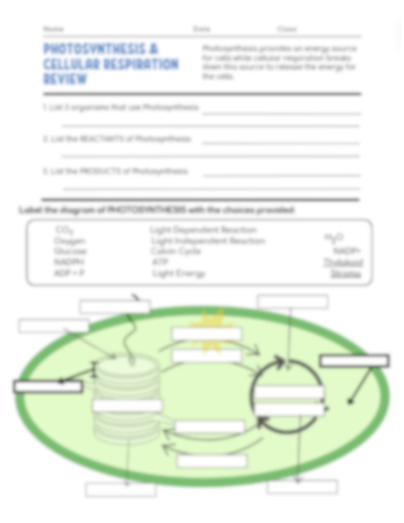 Photosynthesis and Cellular Respiration Energy Basics Review Activity ...