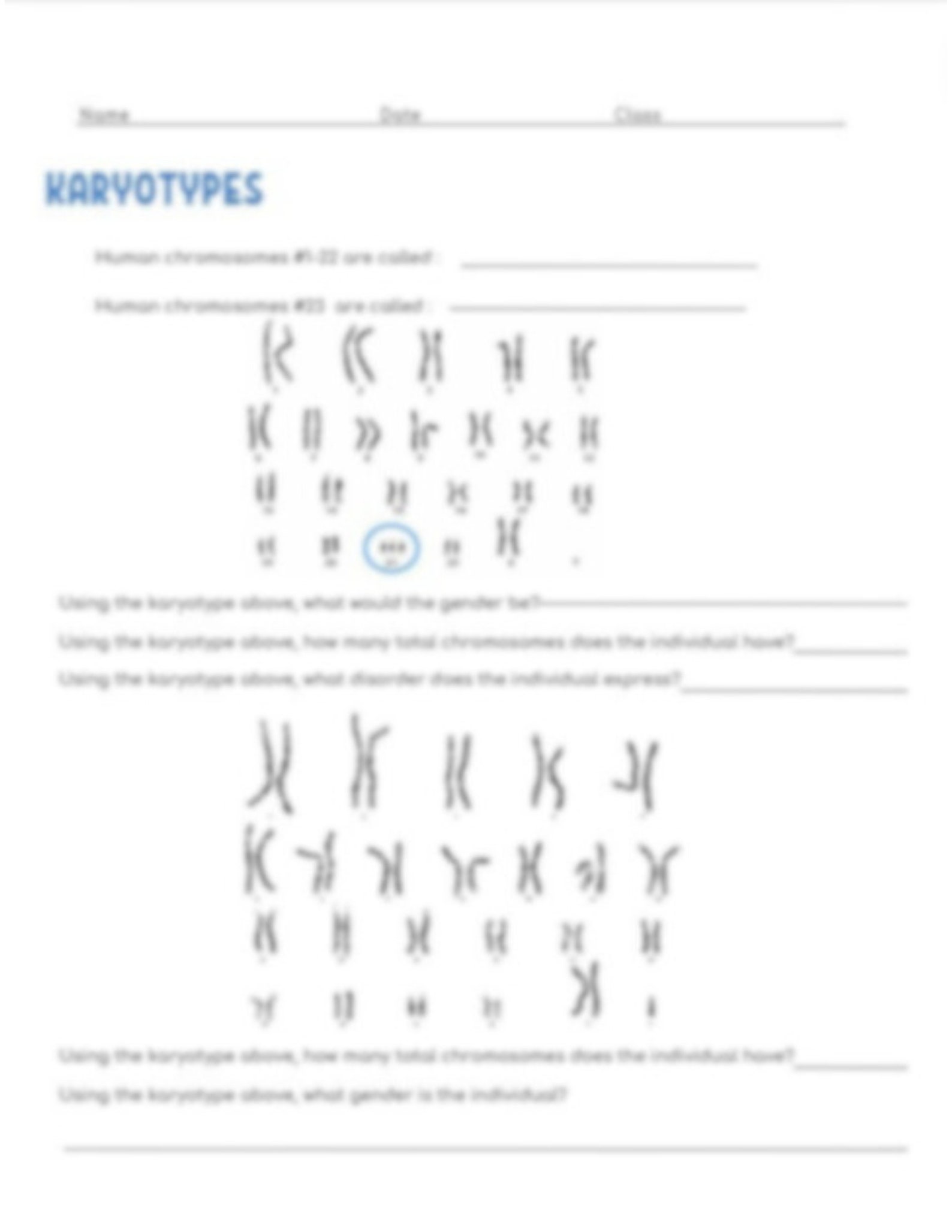 Biology Genetics Review Printable: Phenotypes, Genotypes, Karyotypes ...