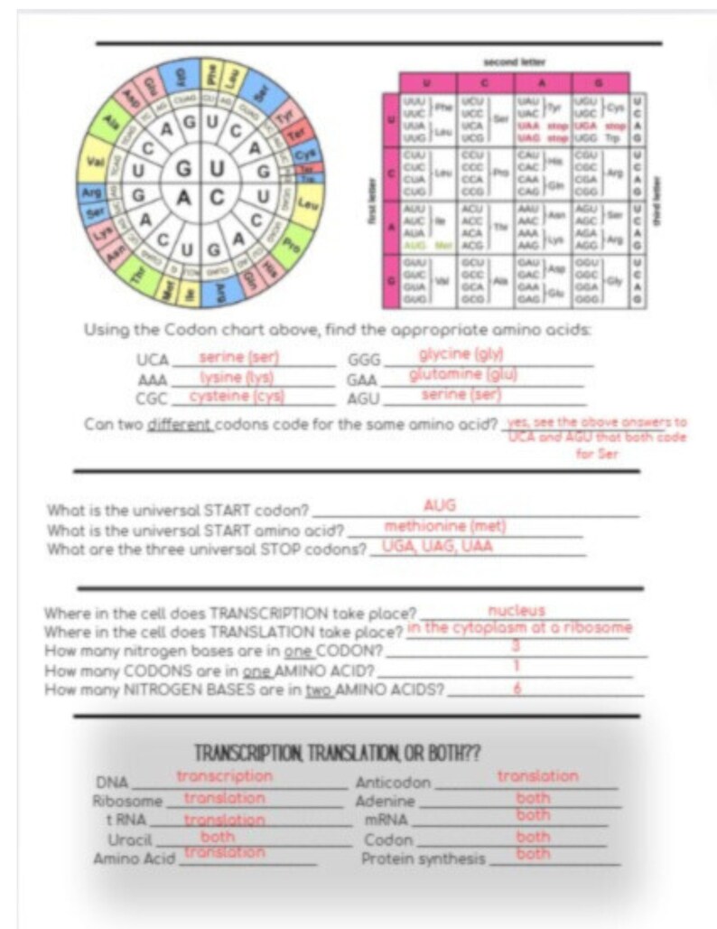 Biology DNA, RNA, and Protein Synthesis Basics Review Sheet - Etsy
