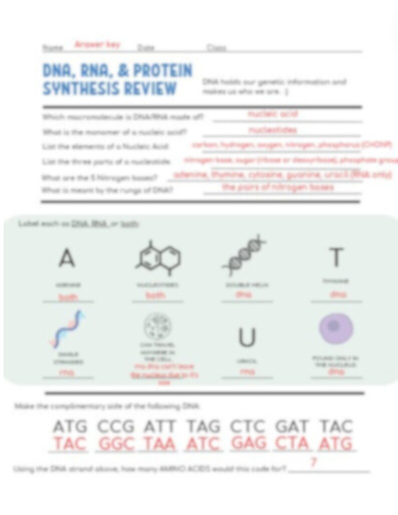 Biology DNA, RNA, and Protein Synthesis Basics Review Sheet - Etsy